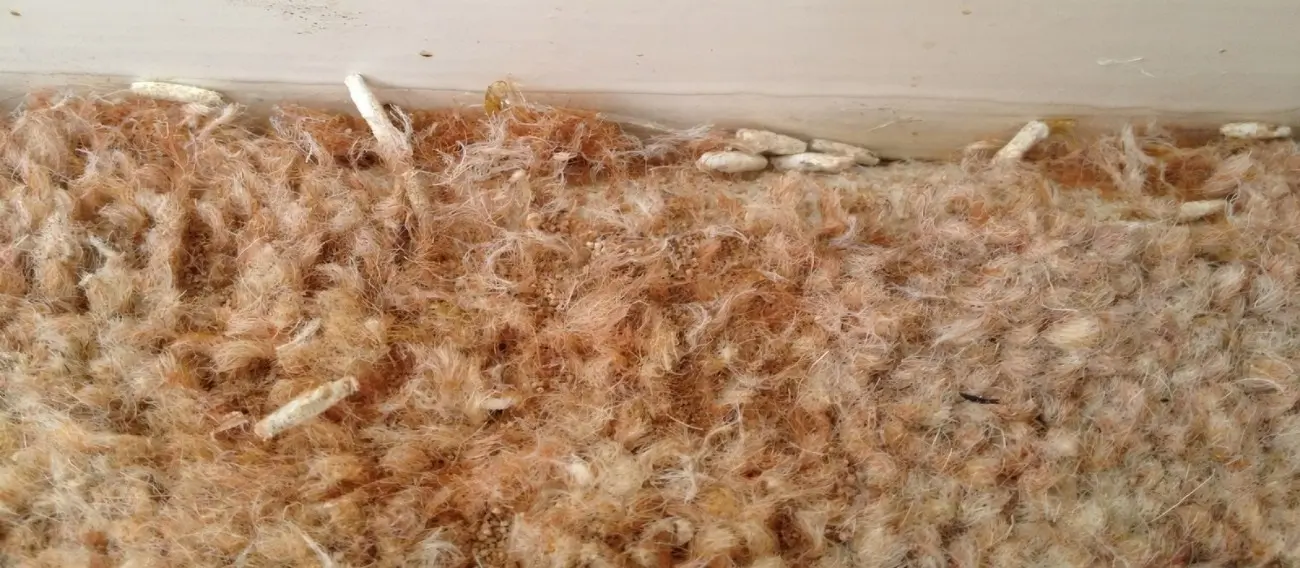 What Lives in Your Carpet? (Dust Mites, Allergens & Bacteria ...